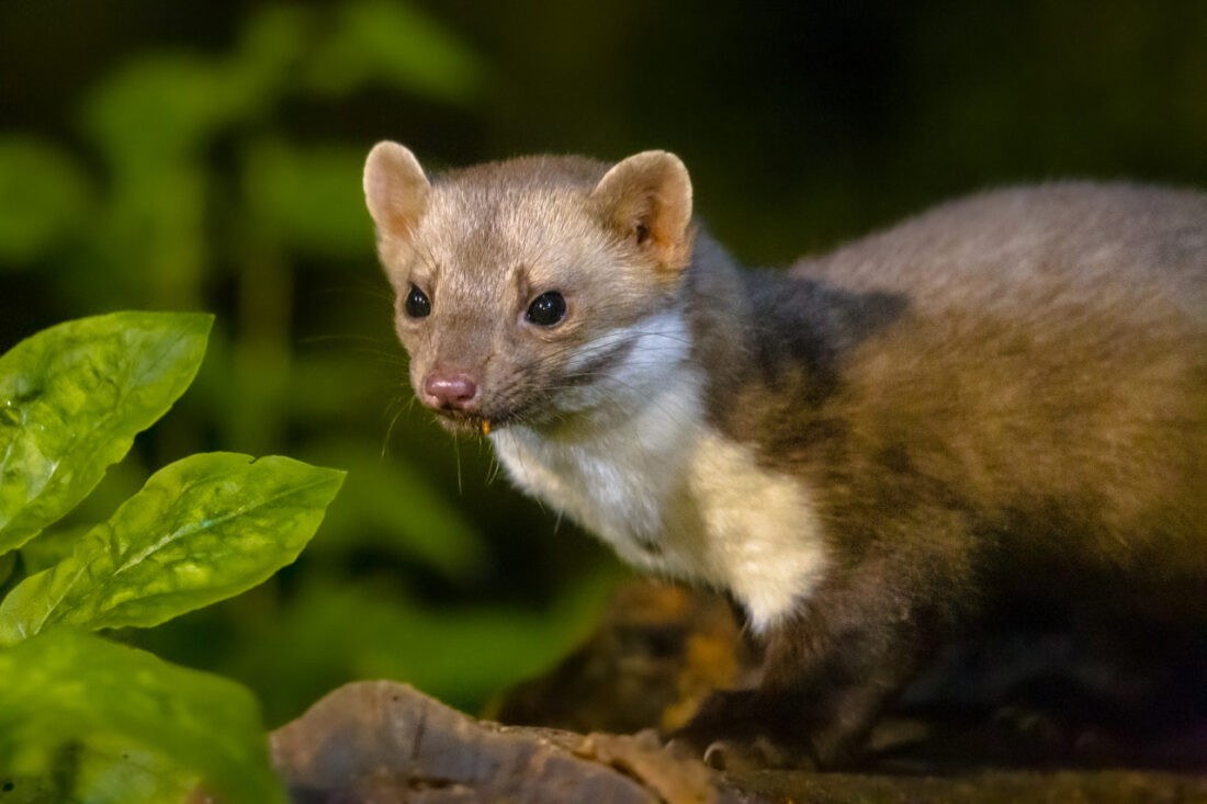Pogryzione kable i wygłuszenie? Poznaj najlepsze sposoby na kuny ...